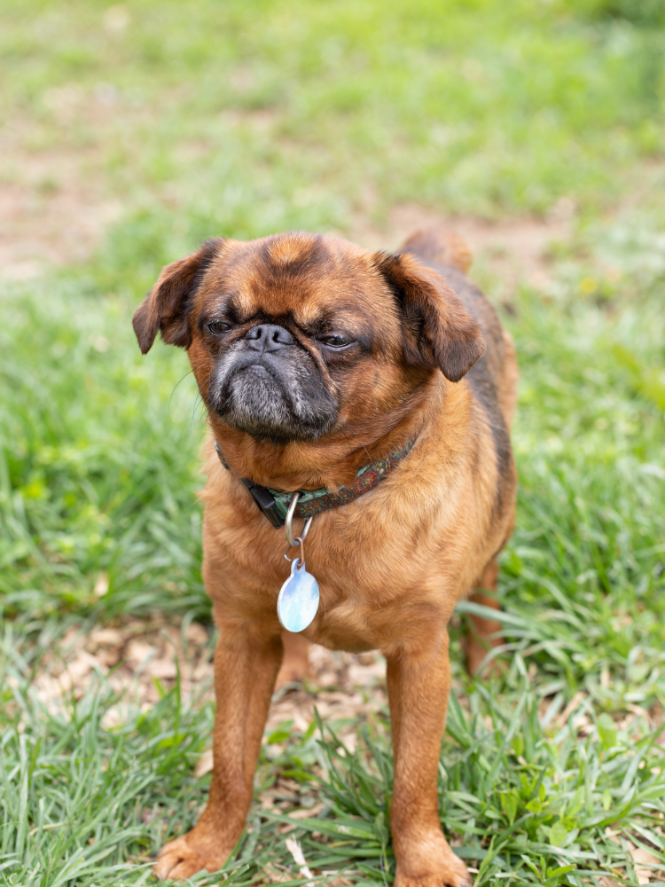 280+ Brussels Griffon Names - Name My Pet