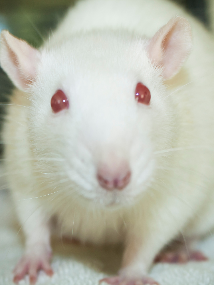 230+ Albino Mouse Names - Name My Pet