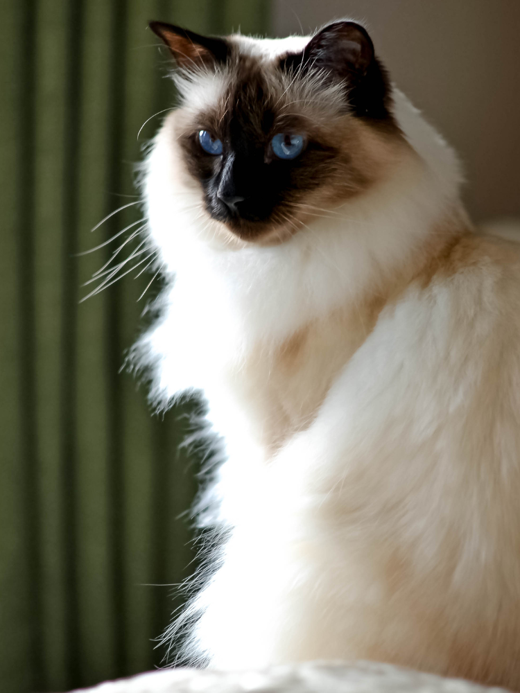 230+ Balinese Cat Names - Name My Pet
