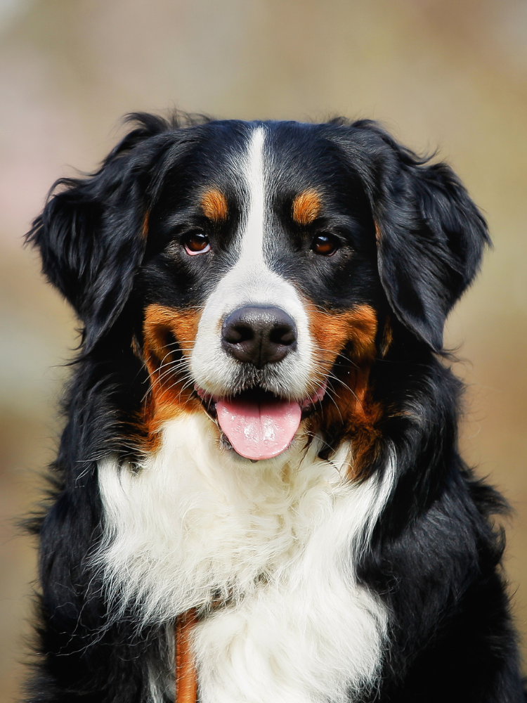 280+ Bernese Mountain Dog Names - Name My Pet