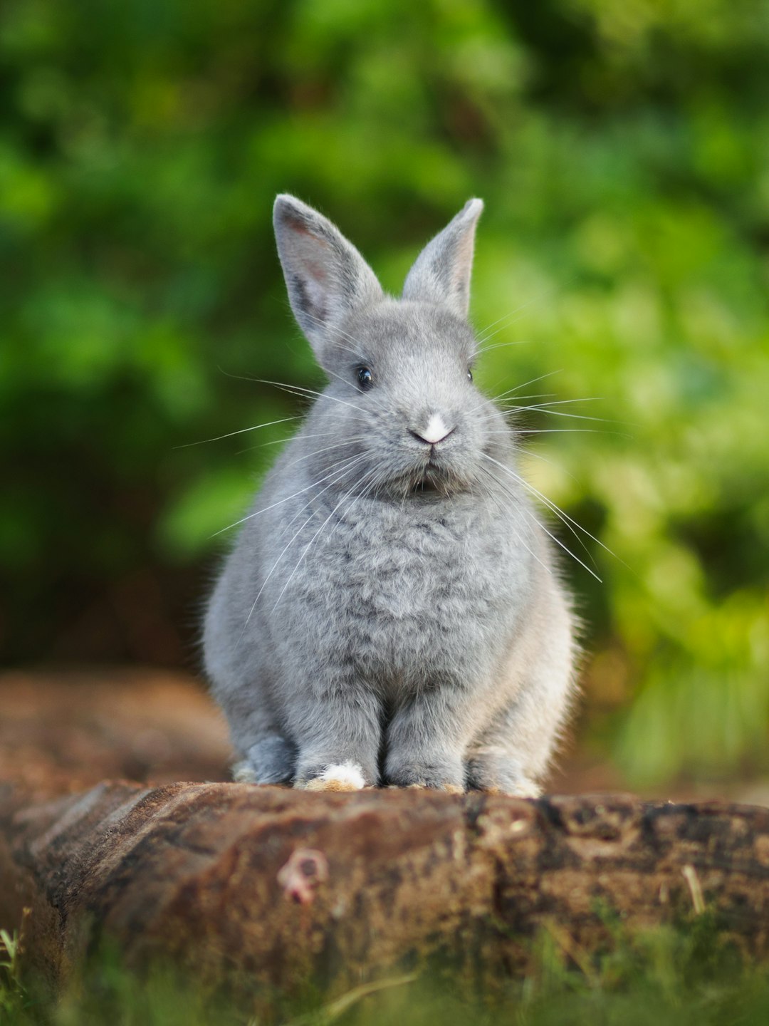 230+ Cute Rabbit Names - Name My Pet