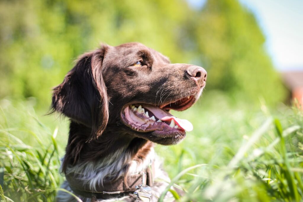 260+ Hunting Dog Names - Name My Pet