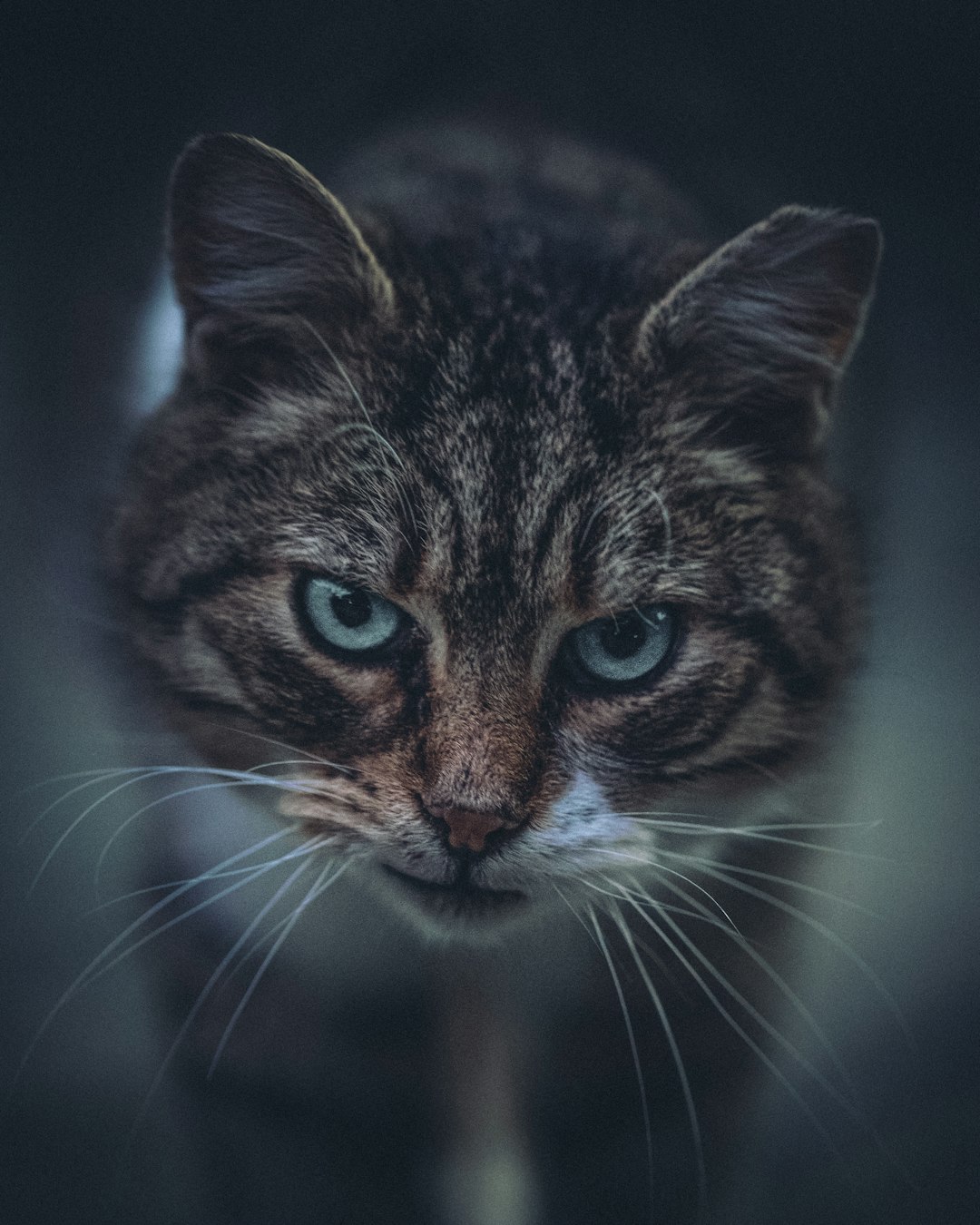 230+ Evil Cat Names - Name My Pet