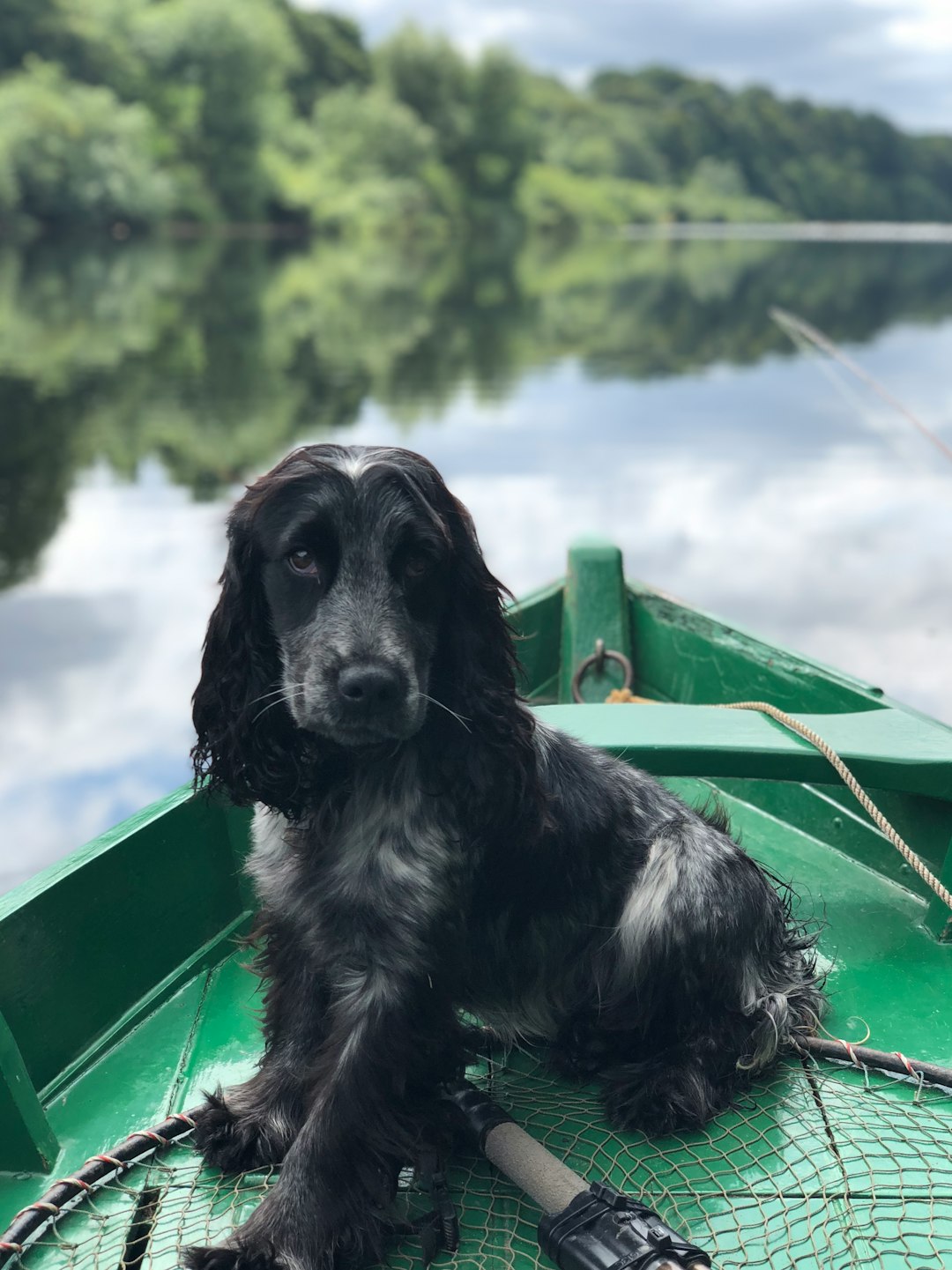 250+ Nautical Dog Names - Name My Pet
