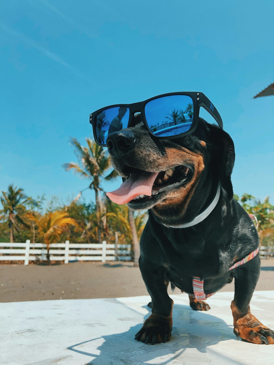 280+ Hawaiian Dog Names - Name My Pet