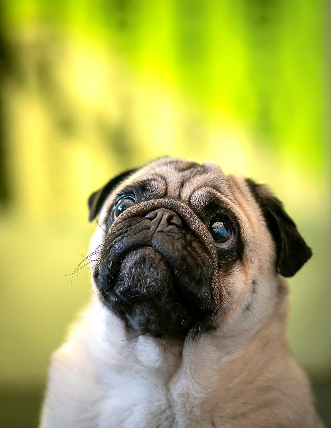240+ Pug Names - Name My Pet