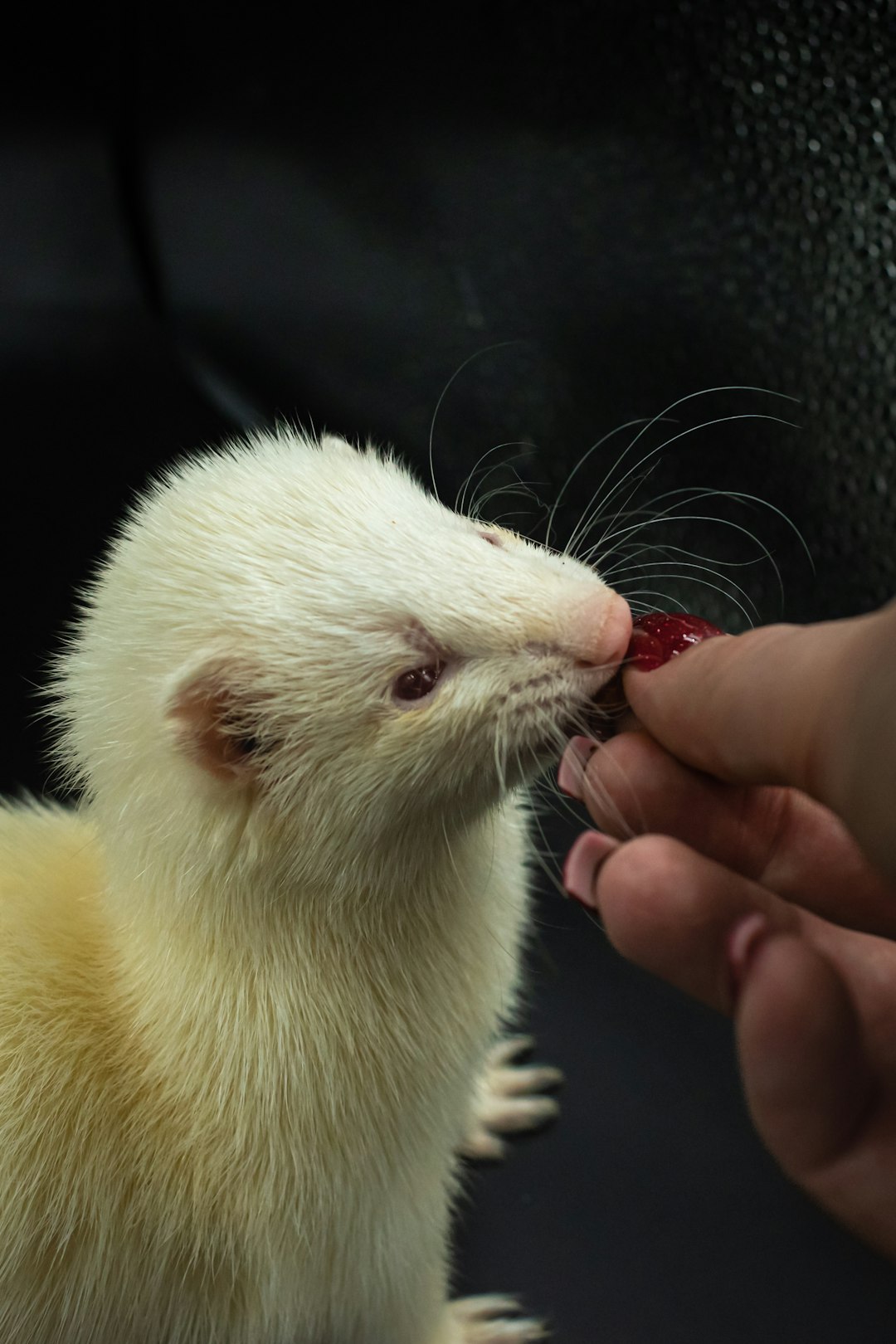 220+ Sable Ferret Names - Name My Pet