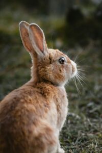 230+ Funny Rabbit Names - Name My Pet