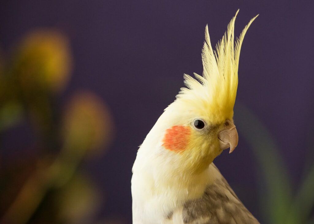 250+ Cockatiel Names - Name My Pet